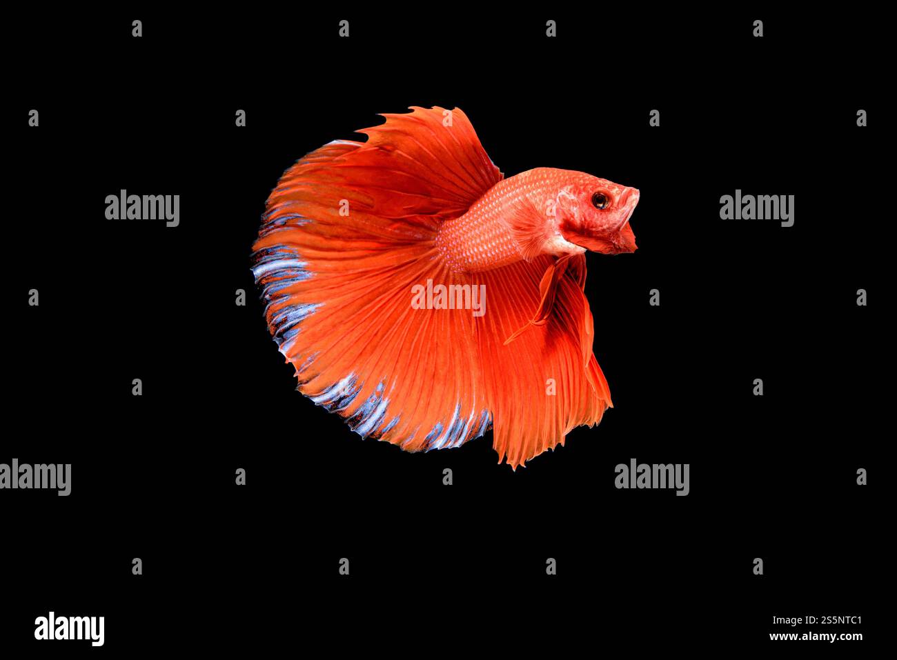 Beautiful half moon red Betta splendens, Siamese fighting fish or Pla ...