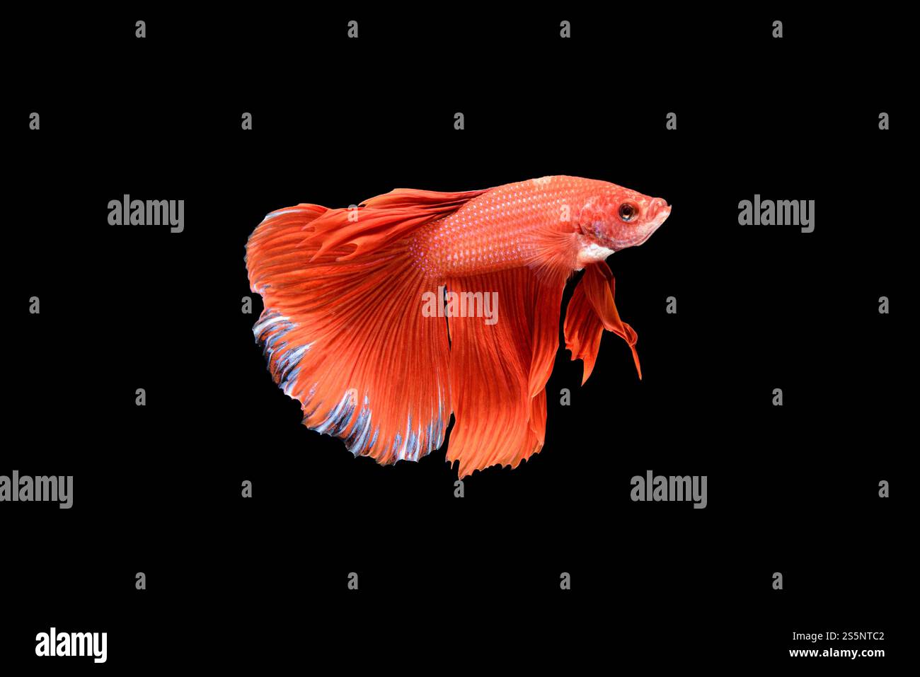 Beautiful half moon red Betta splendens, Siamese fighting fish or Pla ...
