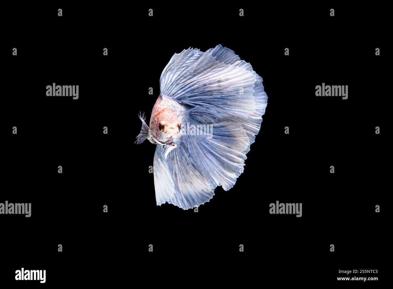 Beautiful half moon white and blue Betta splendens, Siamese fighting ...