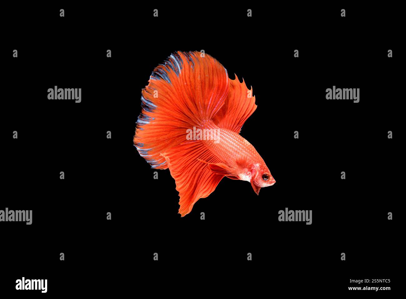Beautiful half moon red Betta splendens, Siamese fighting fish or Pla ...