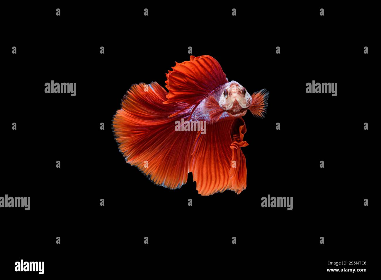 Beautiful half moon red Betta splendens, Siamese fighting fish or Pla ...