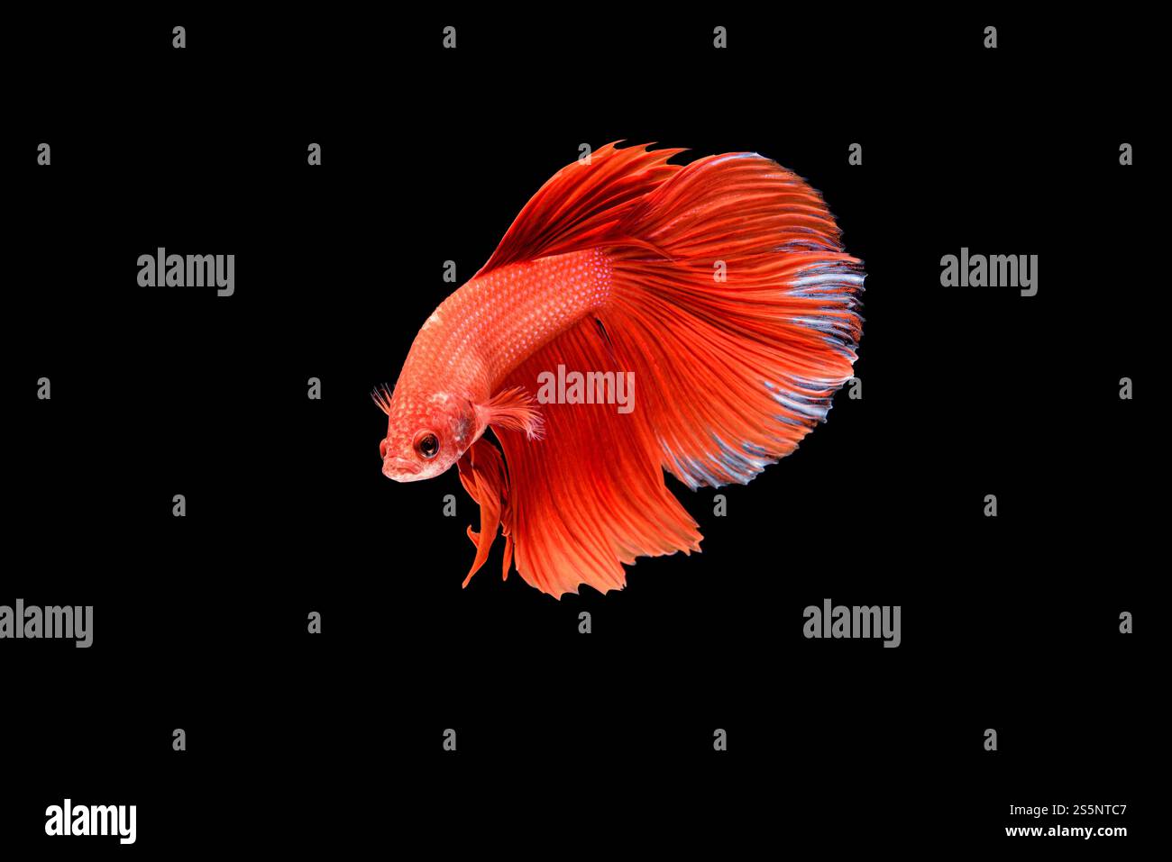 Beautiful half moon red Betta splendens, Siamese fighting fish or Pla ...