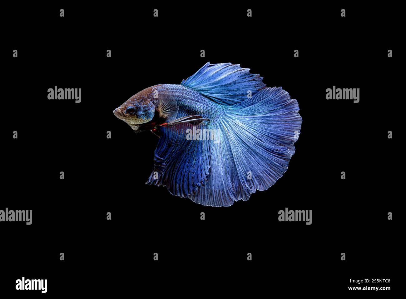 Beautiful half moon in blue Betta splendens, Siamese fighting fish or ...