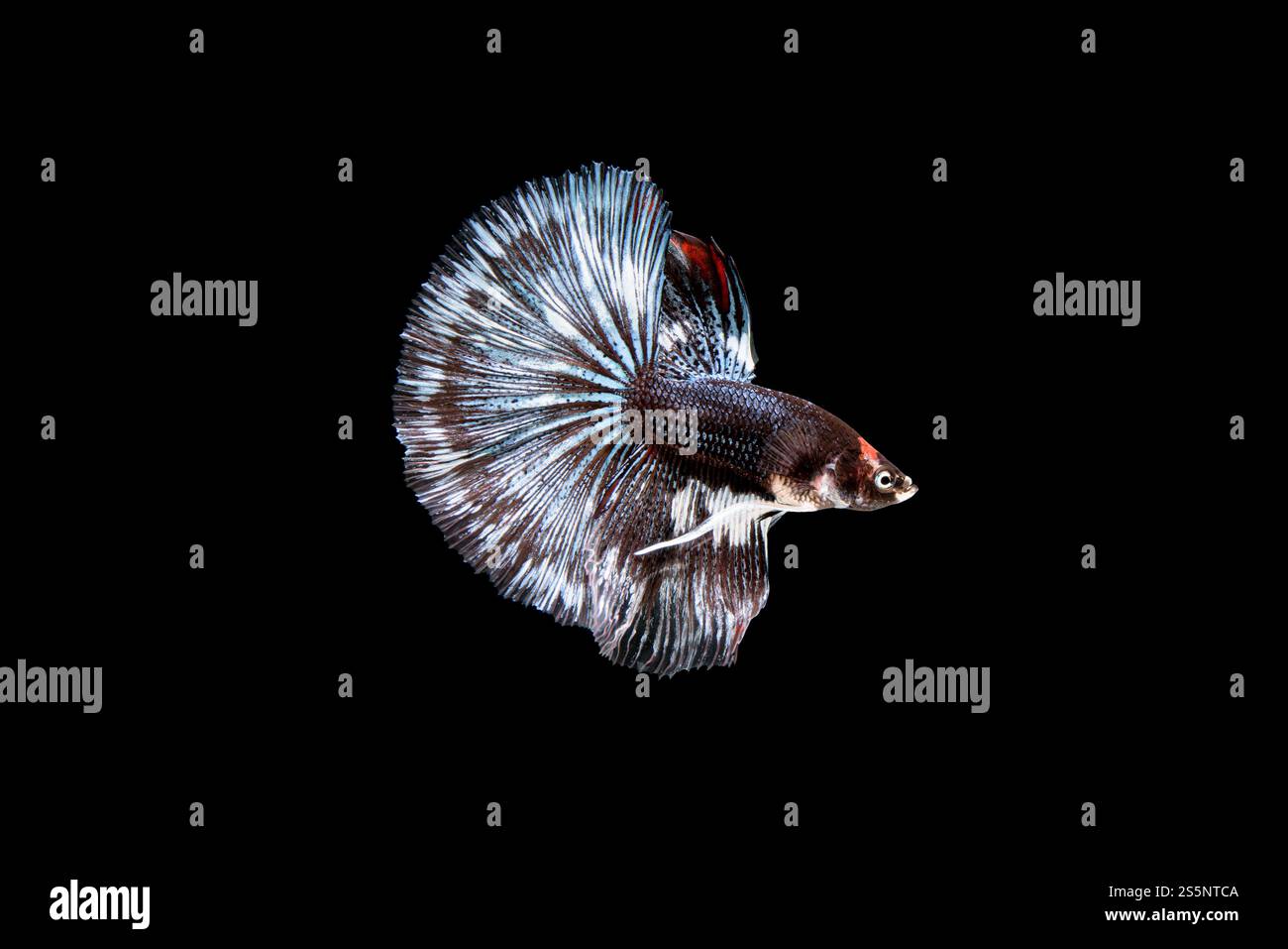 Beautiful half moon in strange color with white and blue Betta ...