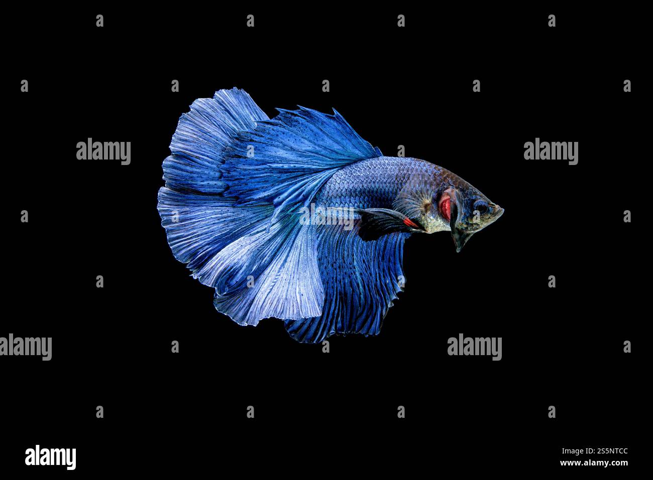 Beautiful half moon in blue Betta splendens, Siamese fighting fish or ...
