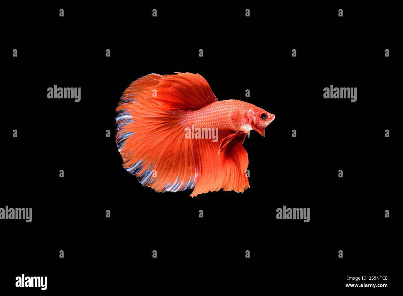 Beautiful half moon red Betta splendens, Siamese fighting fish or Pla ...