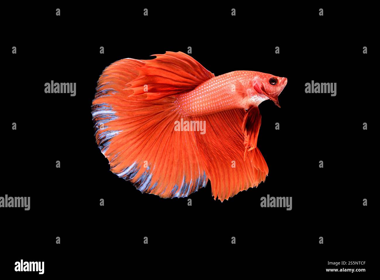 Beautiful half moon red Betta splendens, Siamese fighting fish or Pla ...