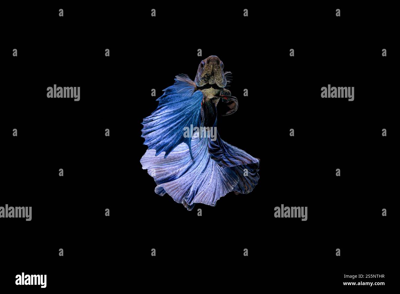 betta, siamese, splendens, Pla-kad, fighting, fish, swim, action ...