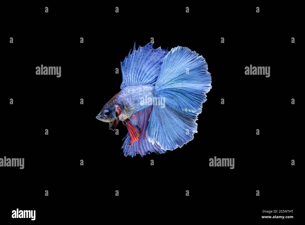 Beautiful half moon blue and red Betta splendens, Siamese fighting fish ...