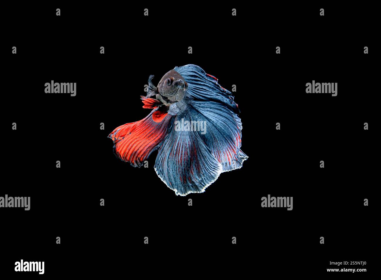 Beautiful half moon in strange color with red and blue Betta splendens ...