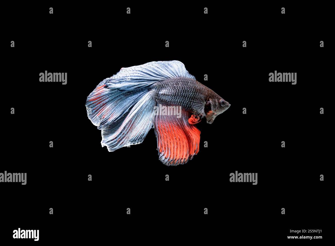 Beautiful half moon in strange color with red and blue Betta splendens ...