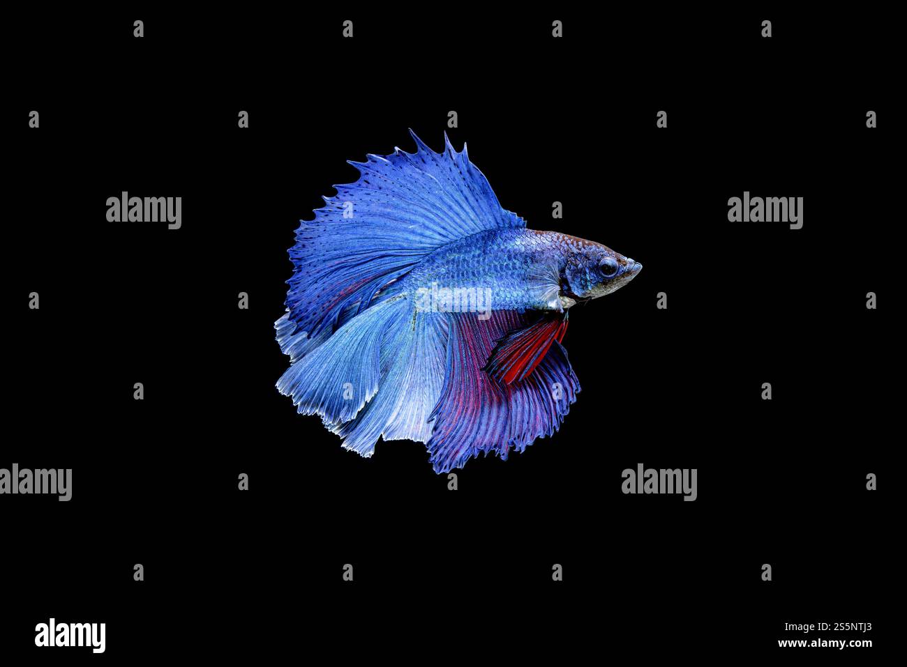 Beautiful half moon blue and red Betta splendens, Siamese fighting fish ...