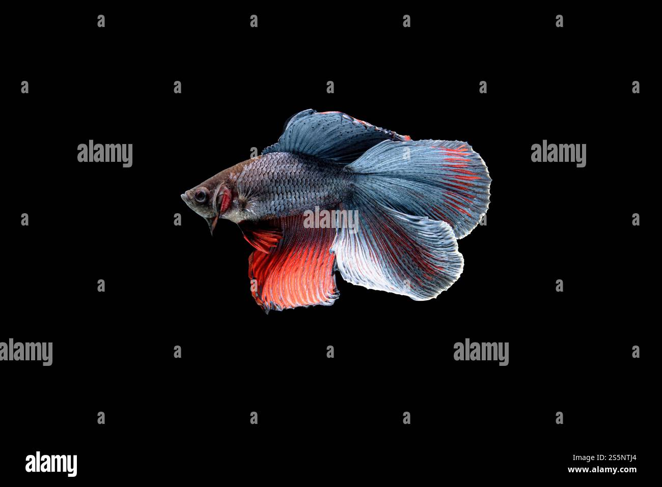 Beautiful half moon in strange color with red and blue Betta splendens ...