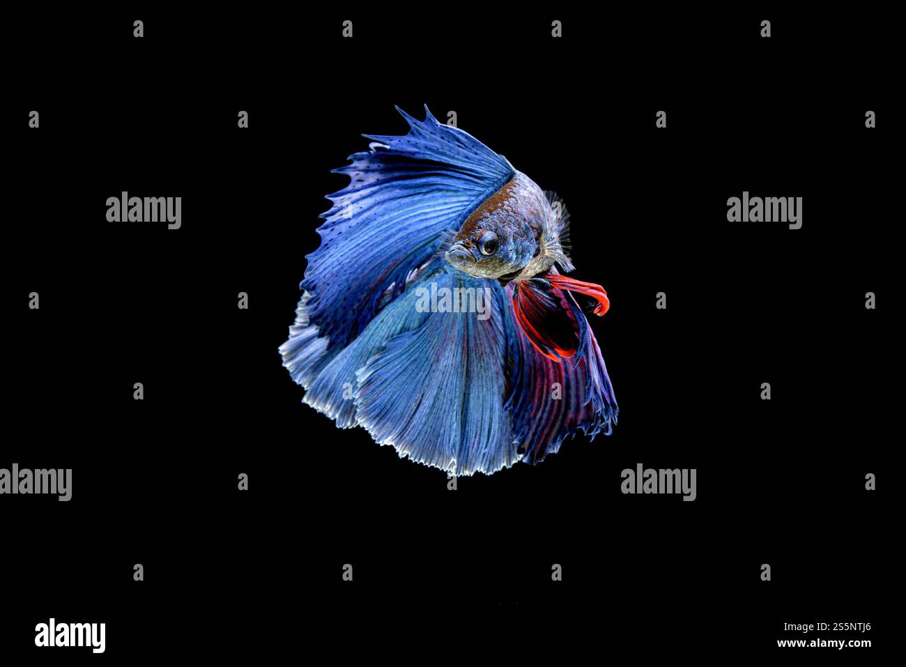 Beautiful half moon blue and red Betta splendens, Siamese fighting fish ...