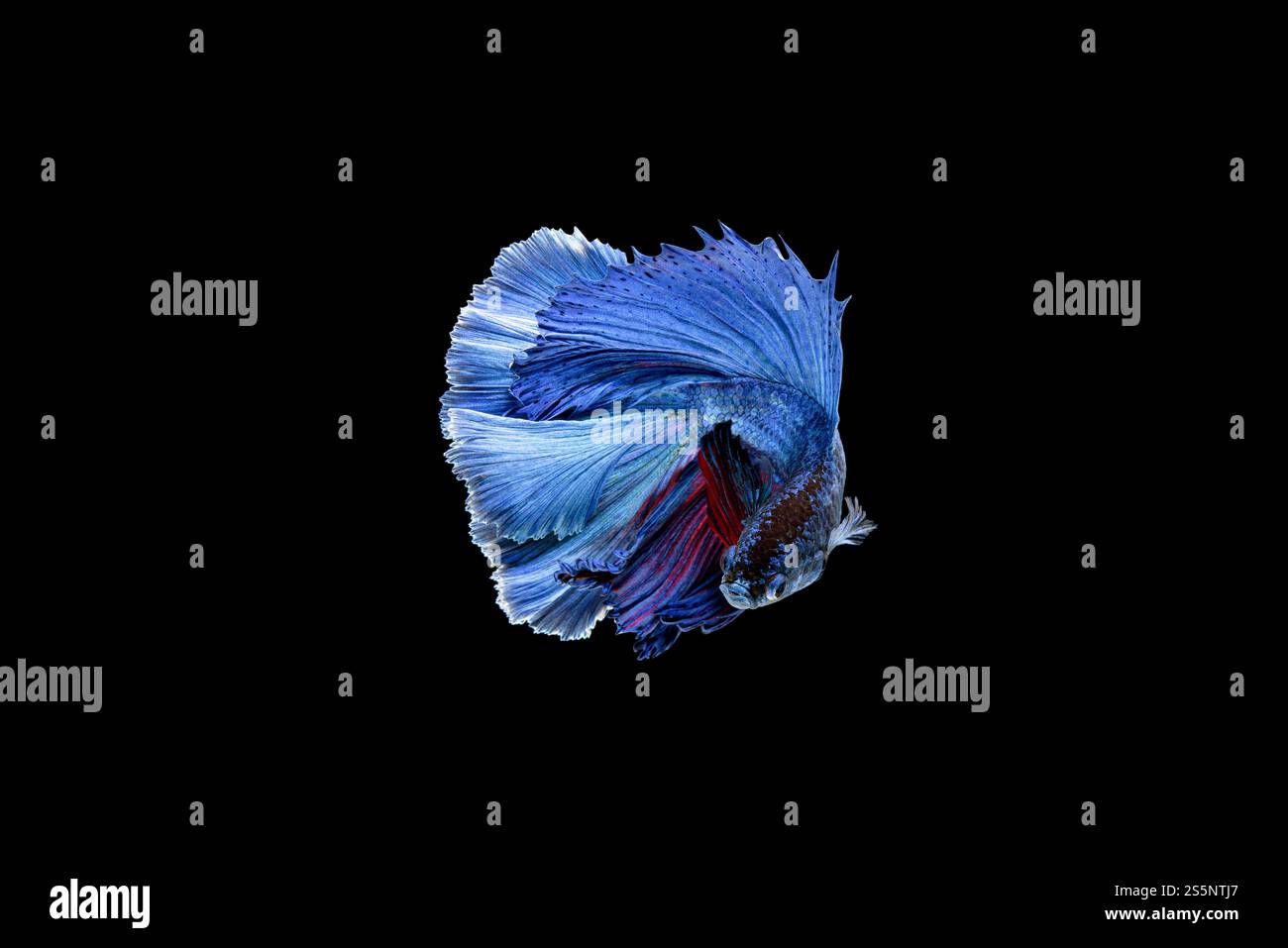 Beautiful half moon blue and red Betta splendens, Siamese fighting fish ...