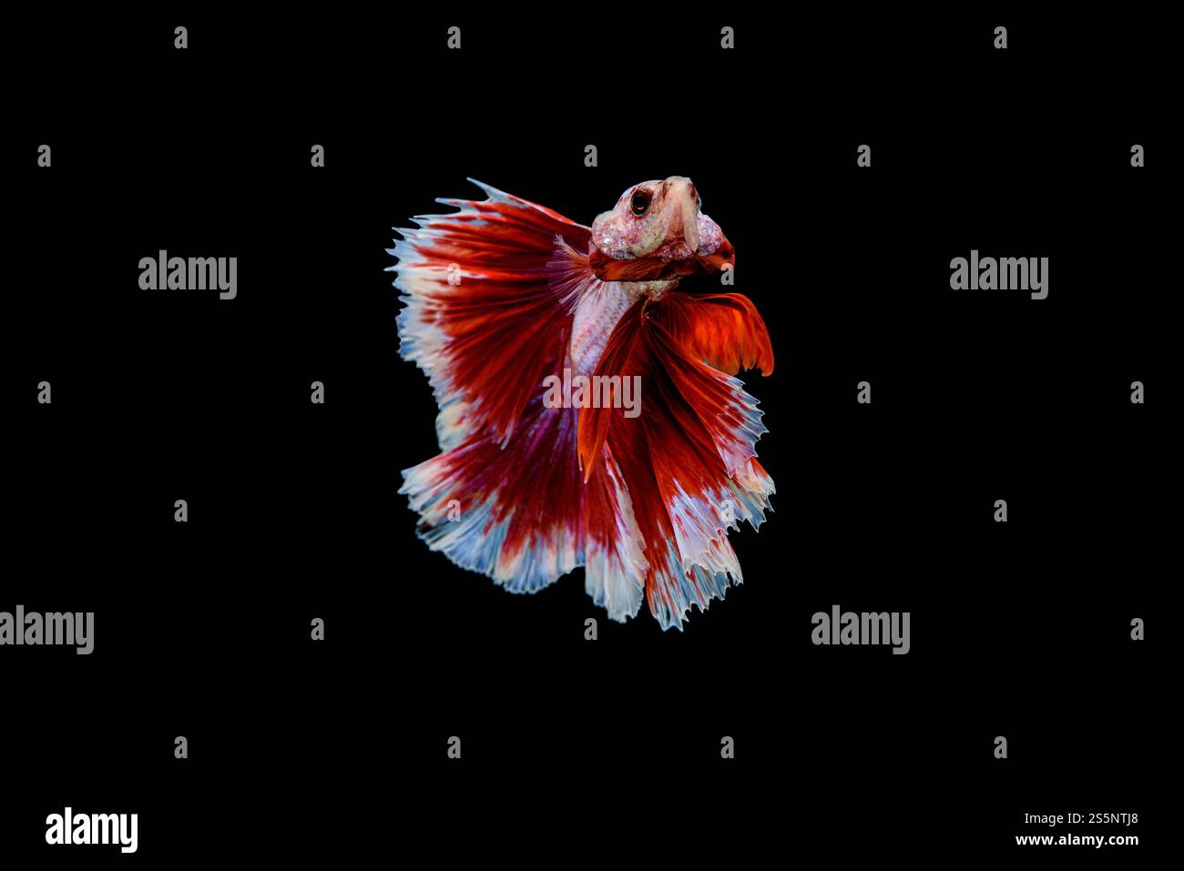 Half moon red and white Betta splendens, Siamese fighting fish or Pla ...