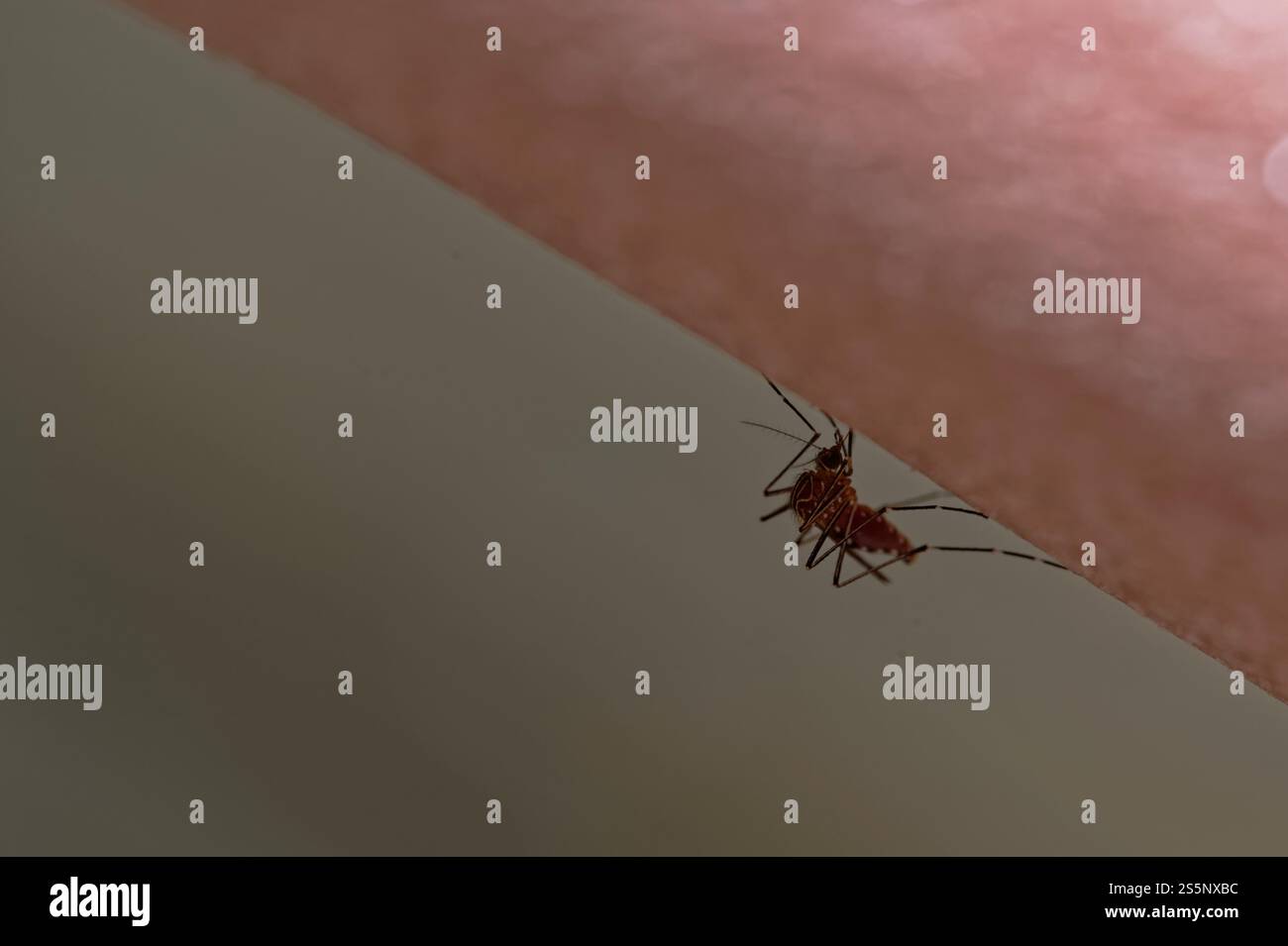 The female white-striped mosquito feeds on blood from a person's leg ...