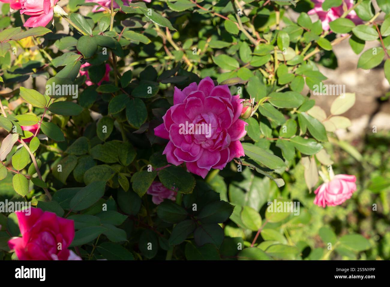 Vivid Double Pink Knock Out Shrub Roses in Bloom Against Lush Green ...