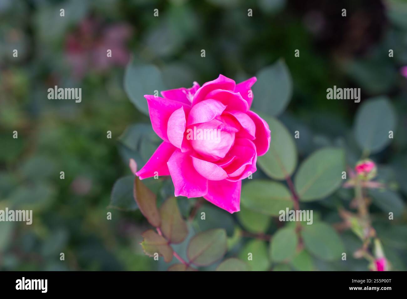 Vivid Double Pink Knock Out Shrub Roses in Bloom Against Lush Green ...
