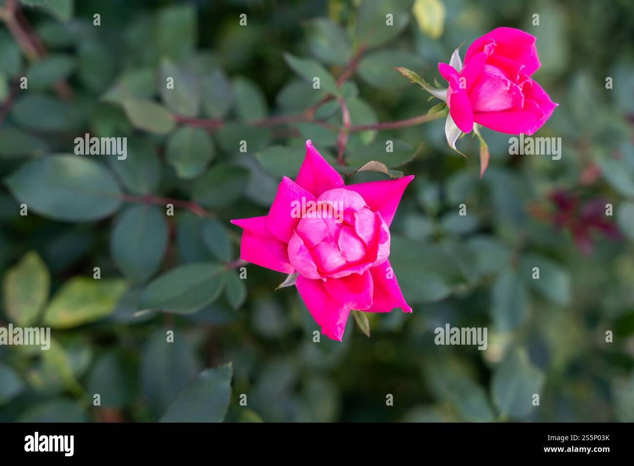 Vivid Double Pink Knock Out Shrub Roses in Bloom Against Lush Green ...