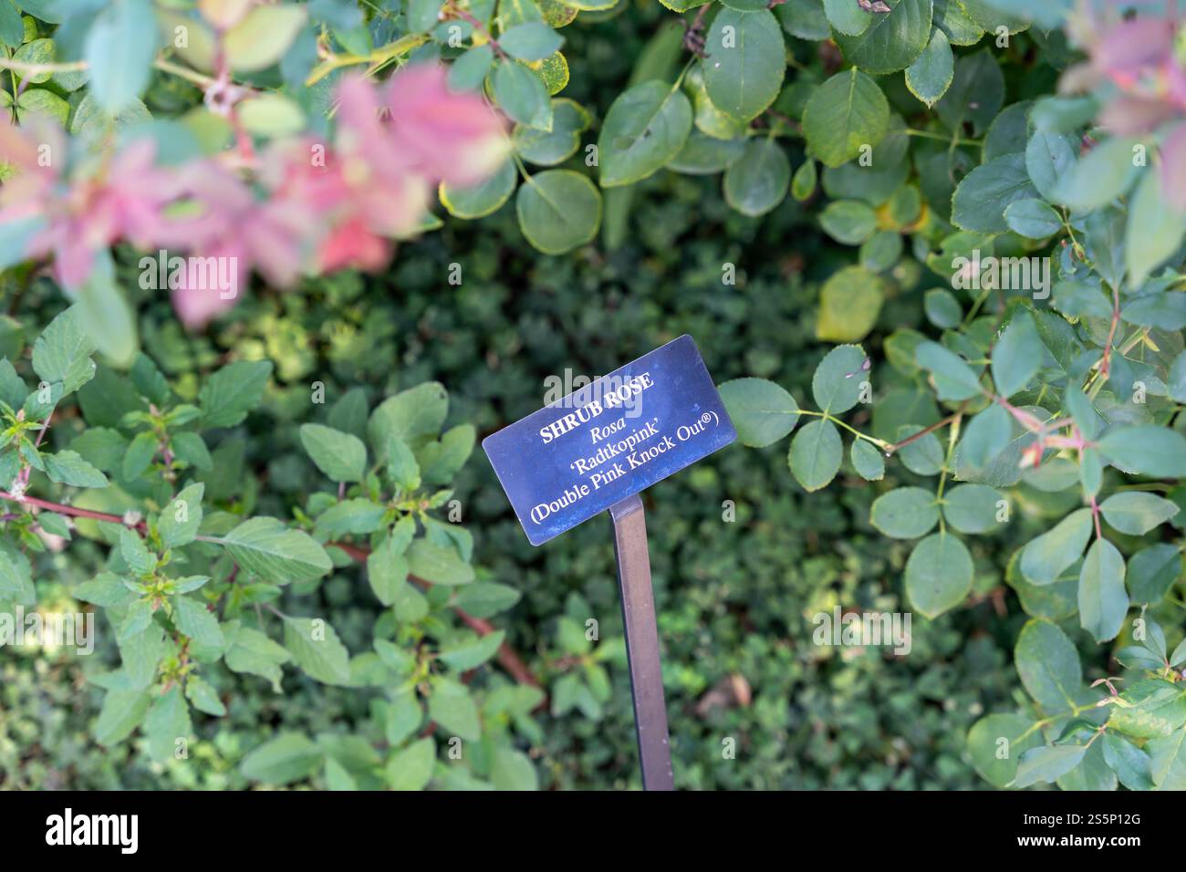 Double Pink Shrub Rose Identification Sign in Garden with Lush Green ...