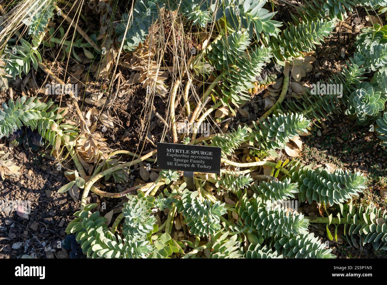 Myrtle Spurge Plant with Identification Sign in a Garden Setting Stock ...