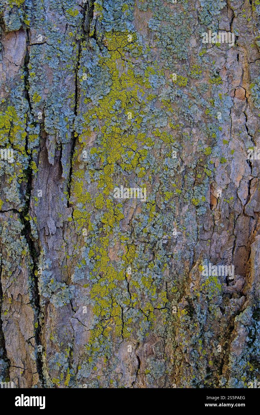 Close up maple tree bark covered in yellow and green-grey lichen Stock ...