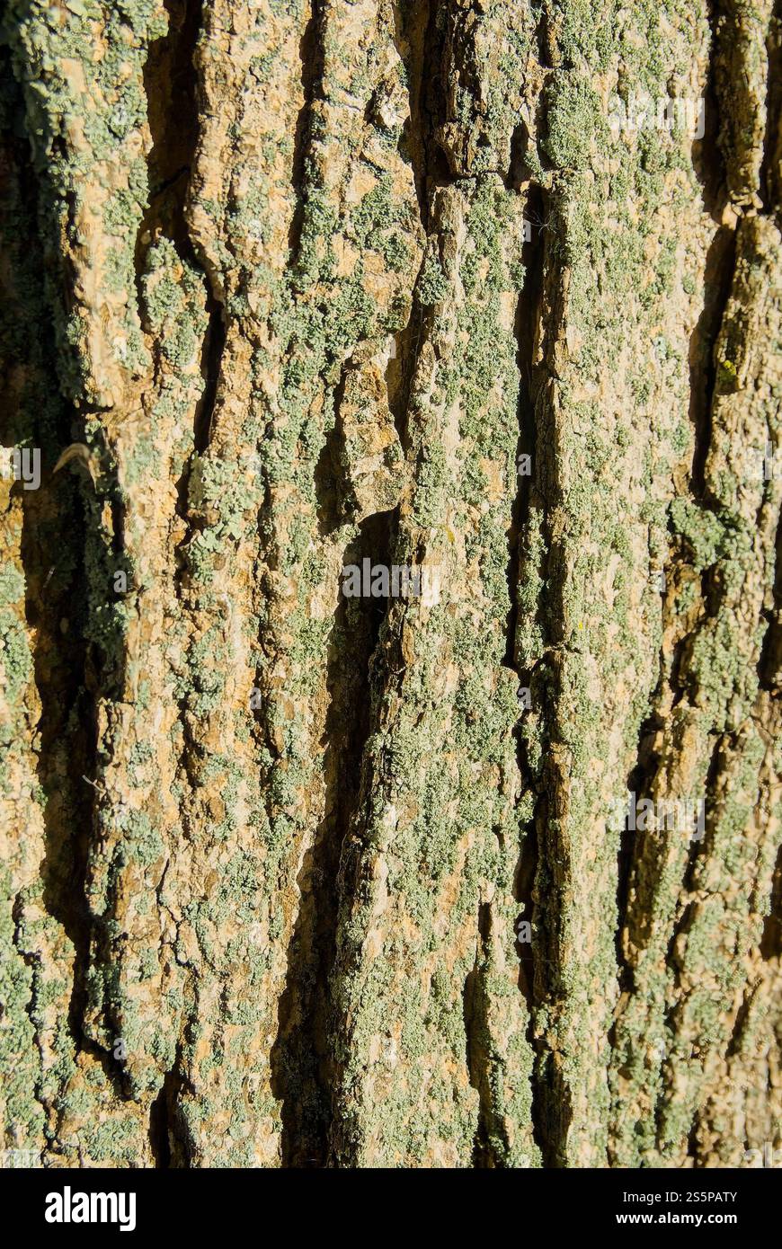 Side lit maple tree bark covered in green lichen Stock Photo - Alamy
