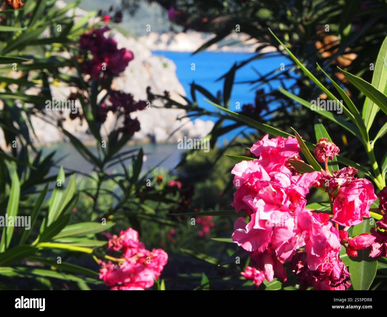 A pink oleander or rosebay (Nerium oleander L.) blooming in front of a ...