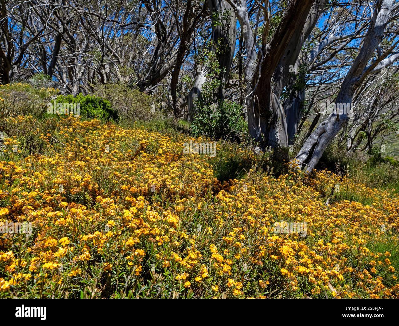 Alpine wildflowers and snow gums, Kosciuszko National Park Stock Photo ...