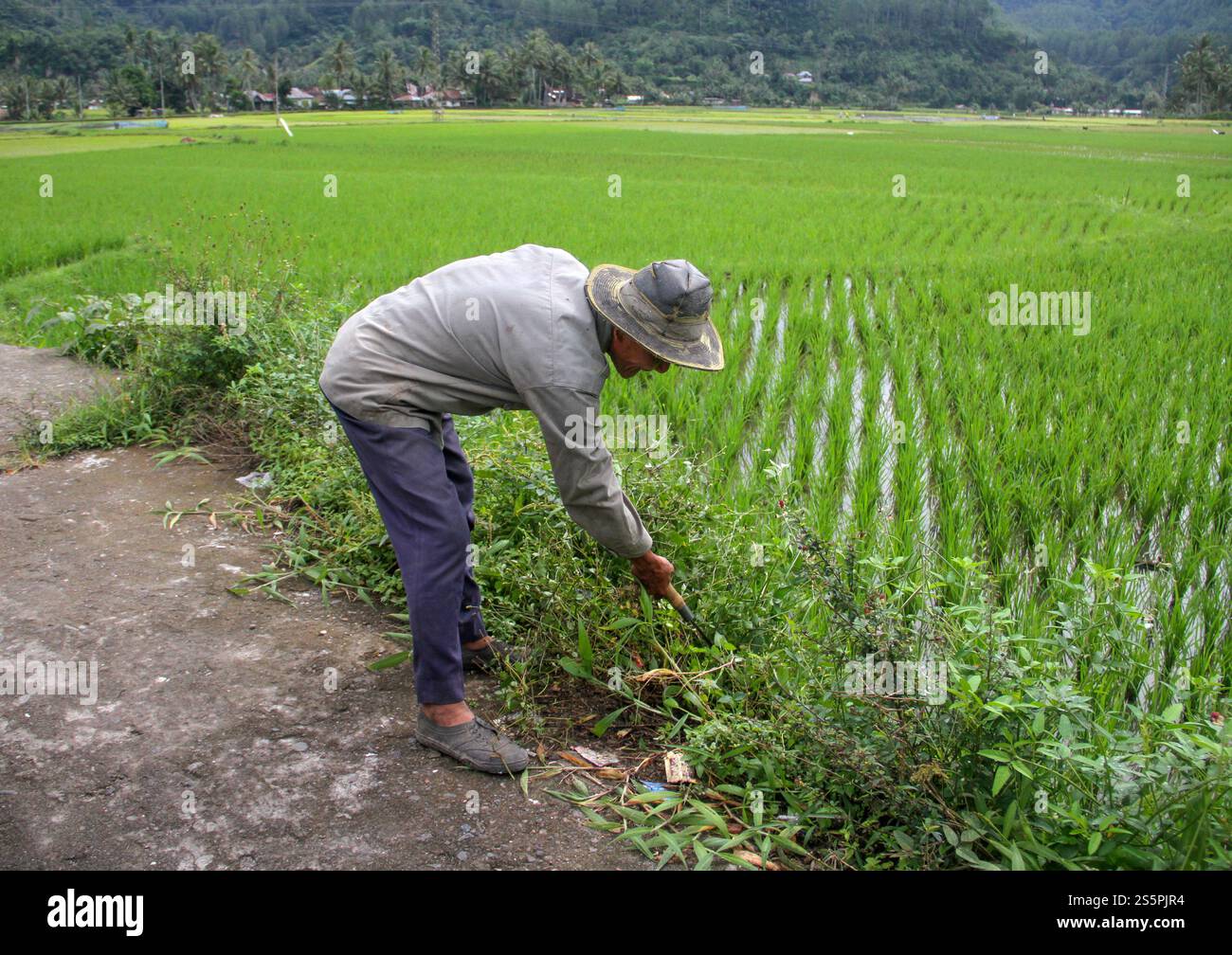 Indonesian rice farmer carrying a hoe in the Harau Valley of West ...
