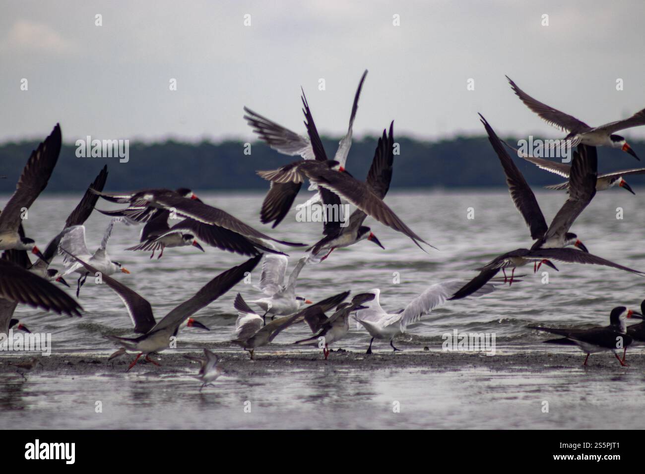 A close-up shot of seabirds in mid-flight, showcasing their intricate ...