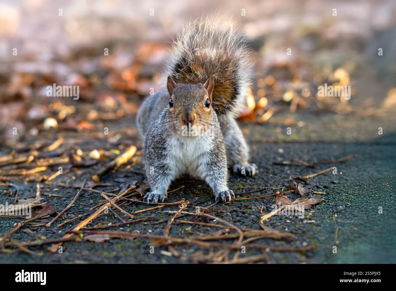 A grey squirrel standing alert on a forest path, surrounded by ...