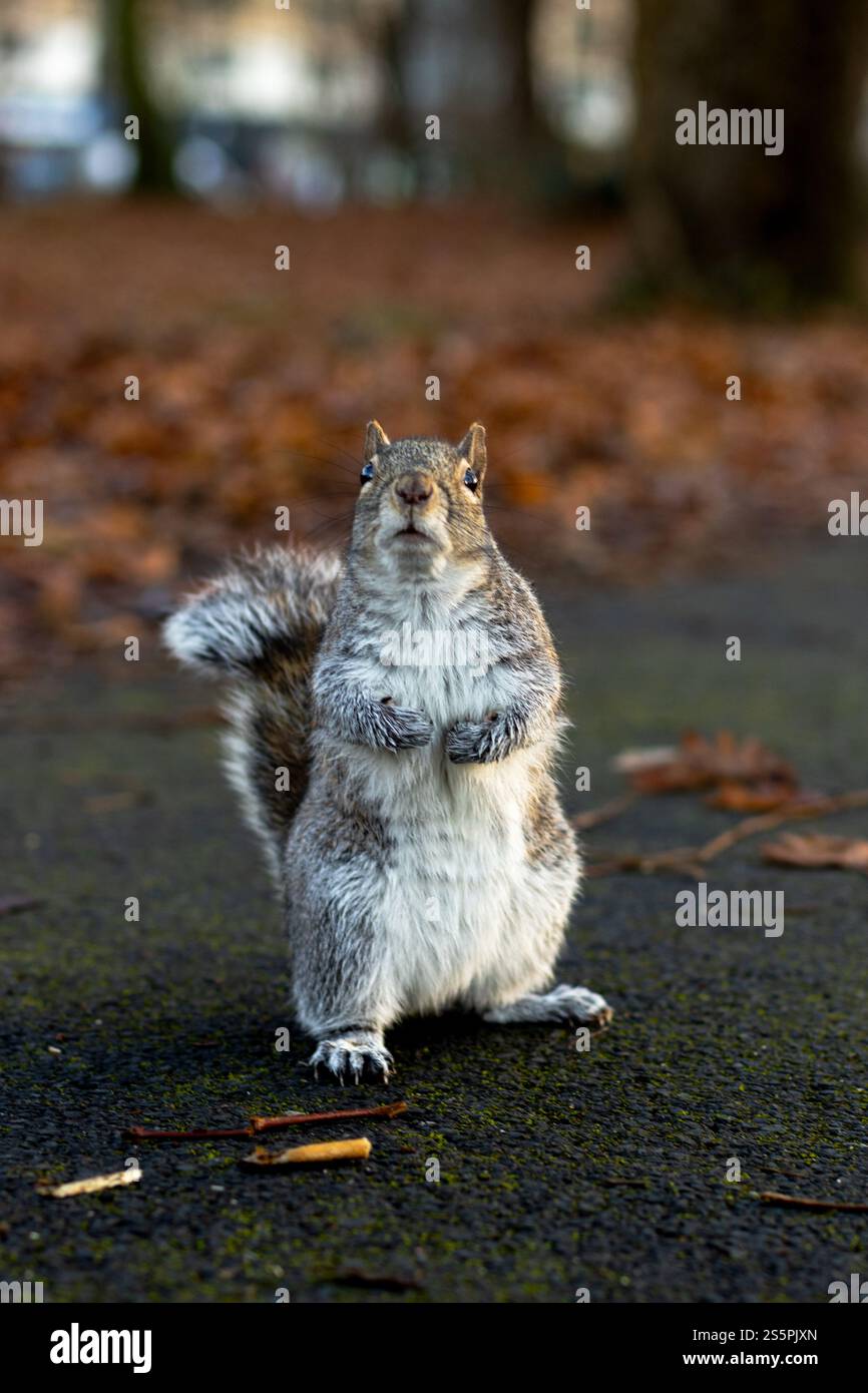 A curious grey squirrel stands upright on a moss-covered pathway ...