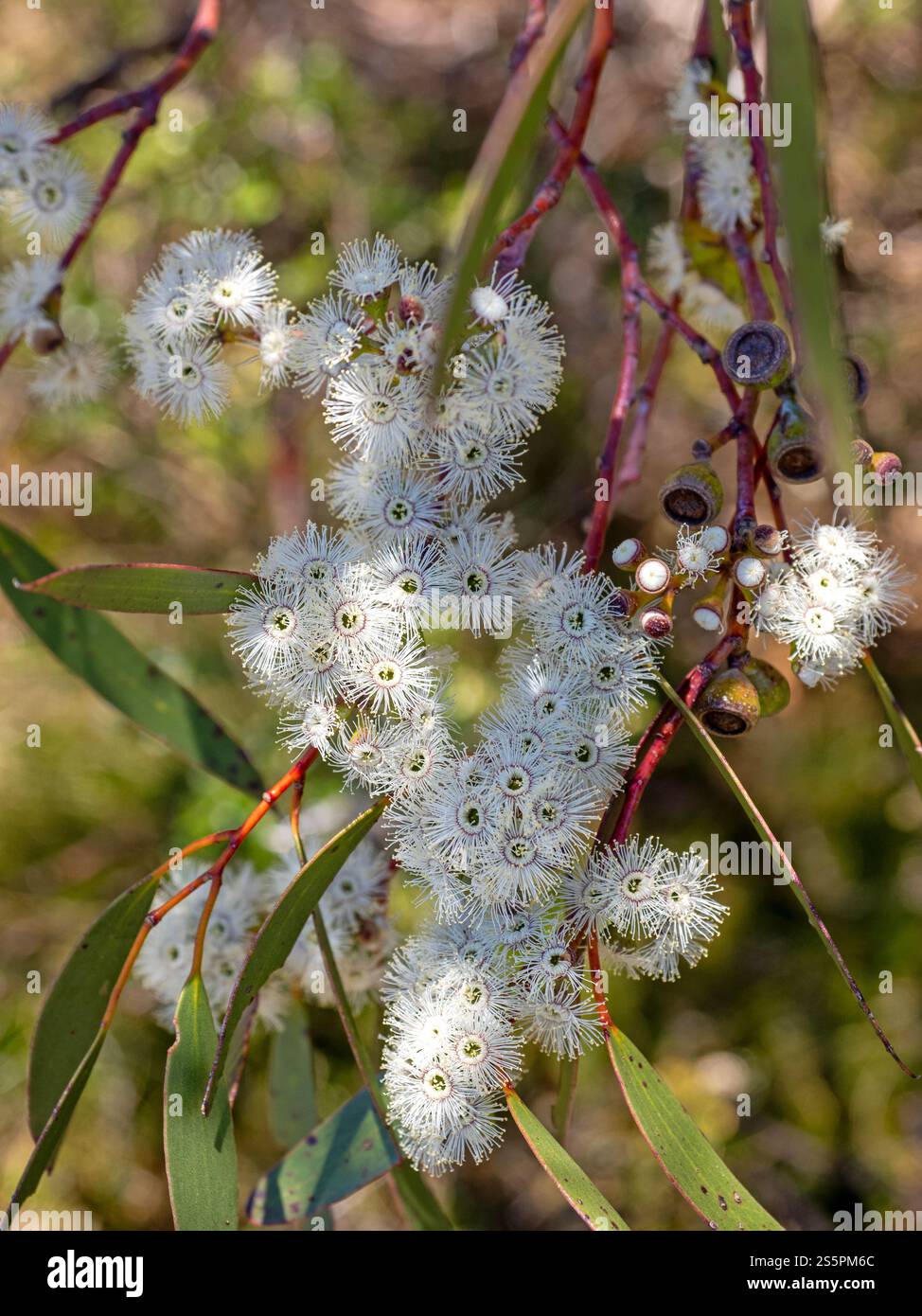 Snow gum hi-res stock photography and images - Alamy