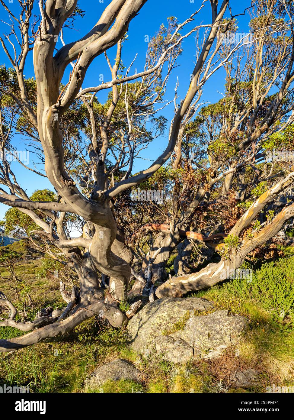 Snow gum hi-res stock photography and images - Alamy