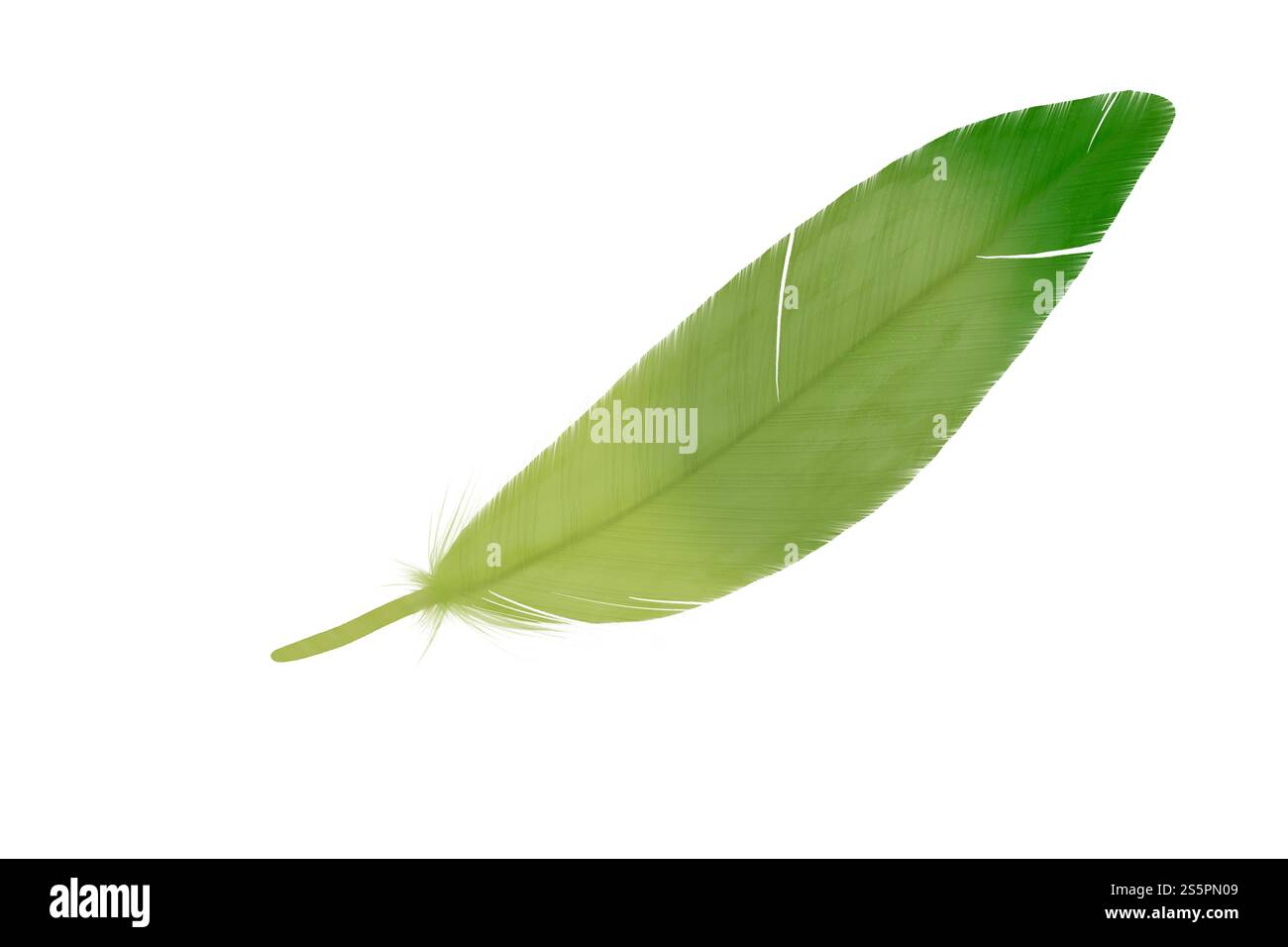 Hand drawn feather illustration. fluffy feathers. for invitation ...