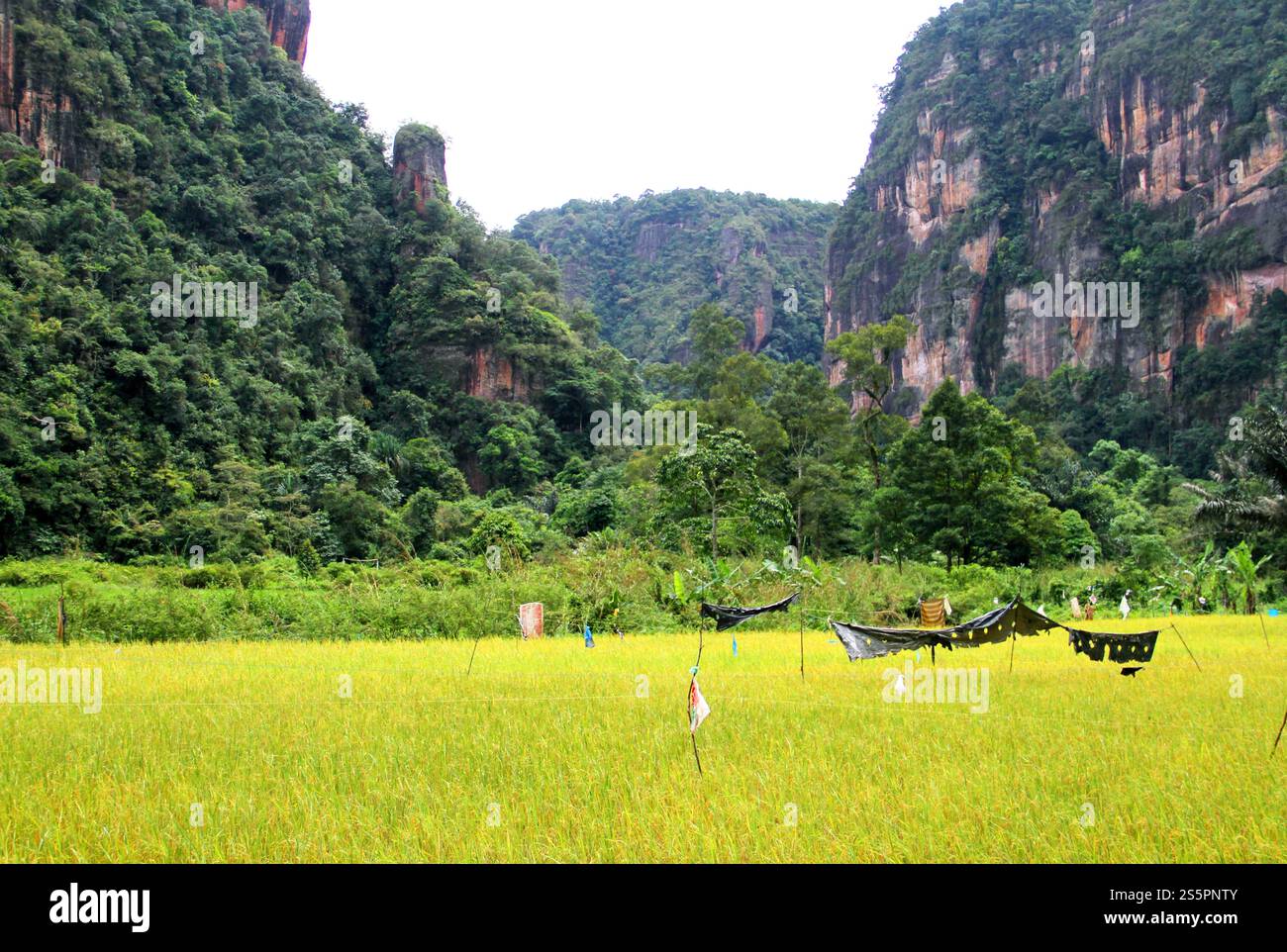 Rice paddy fields with small buildings, trees and a cliff face in the ...