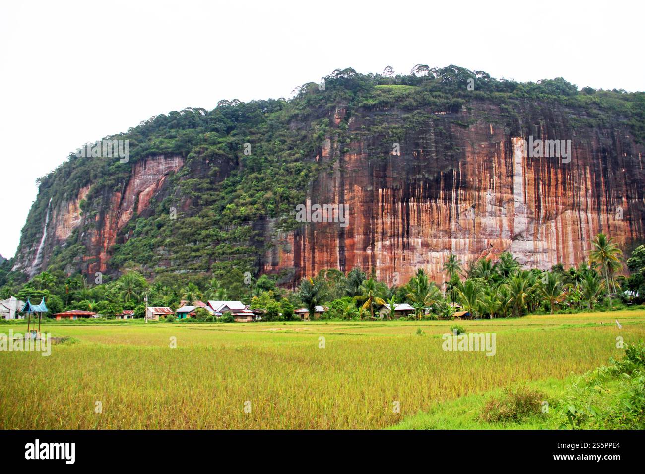 Rice paddy fields with small buildings, trees and a cliff face in the ...