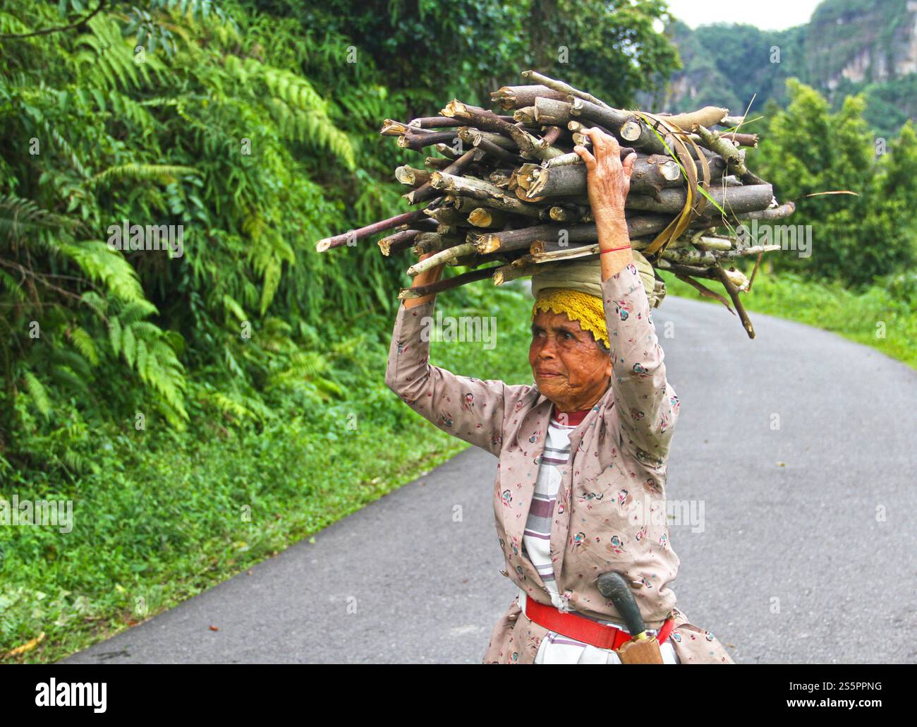 Elderly woman carrying a bundle of wood on her head in the Harau Valley ...