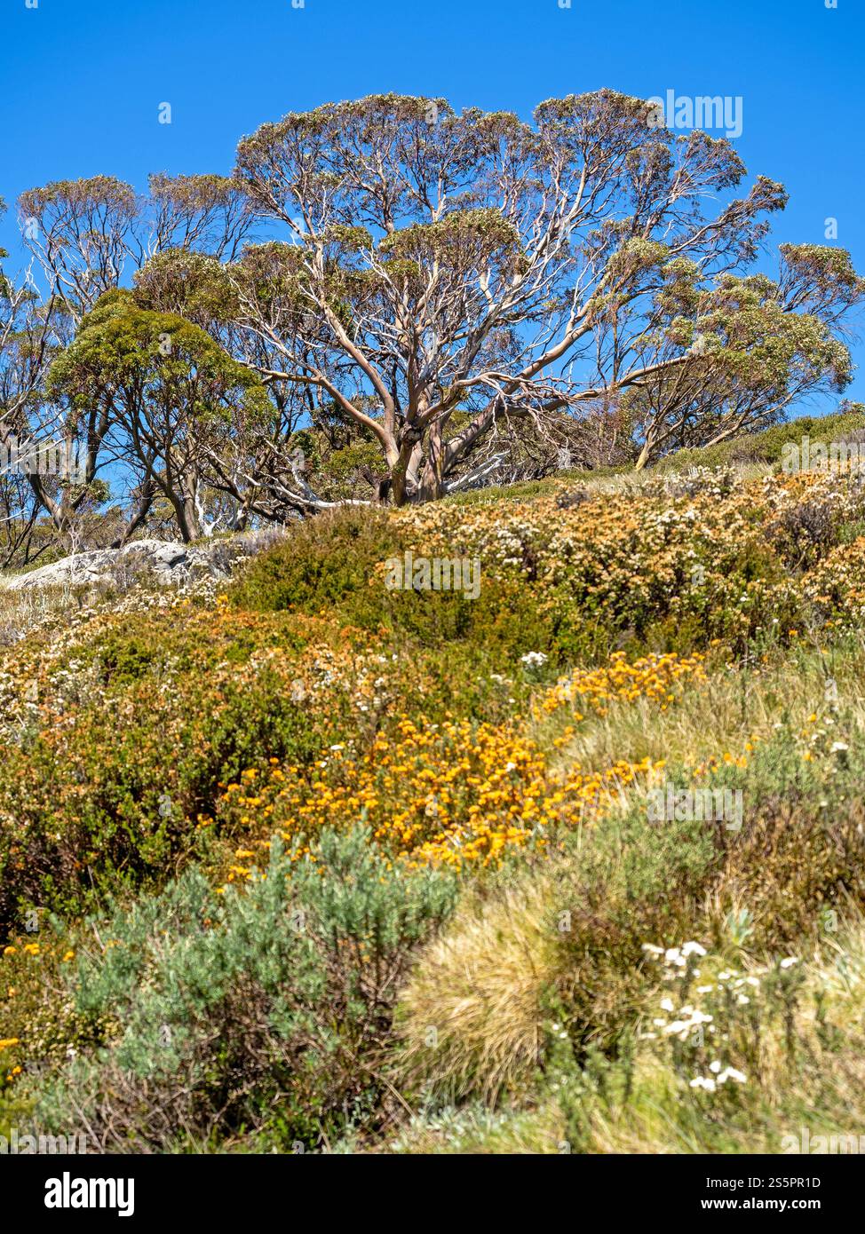 Snow gums and alpine wildflowers, Kosciuszko National Park Stock Photo ...