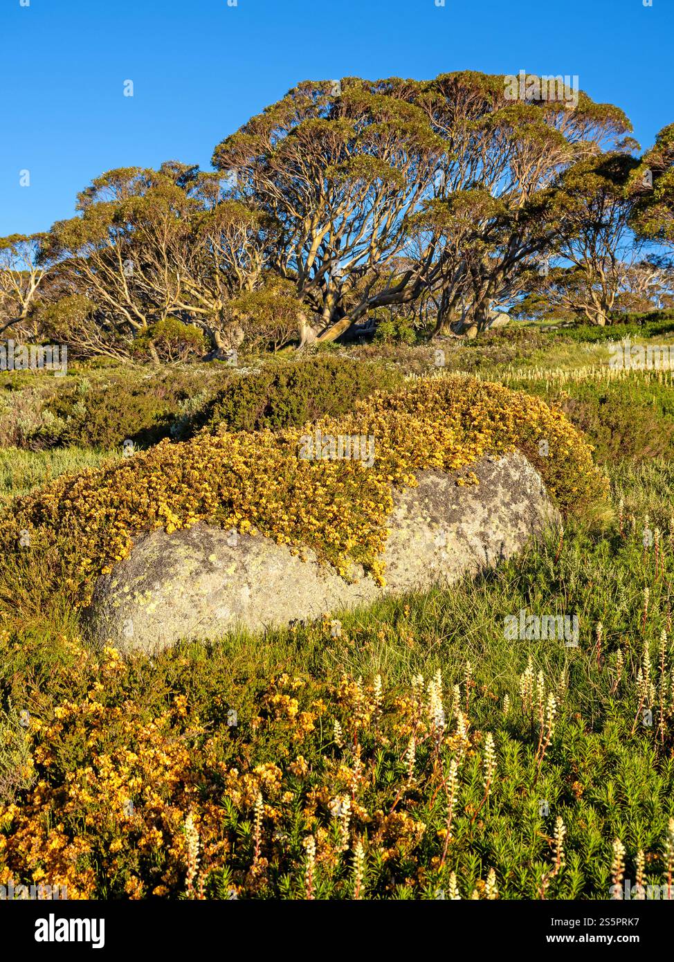 Snow gums and alpine wildflowers, Kosciuszko National Park Stock Photo ...