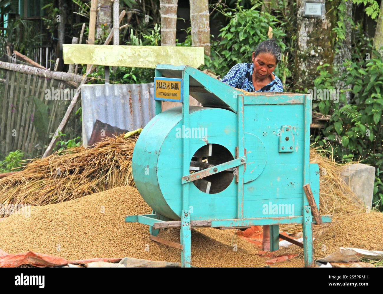 A woman operating a manual rice threshing machine in the village of ...