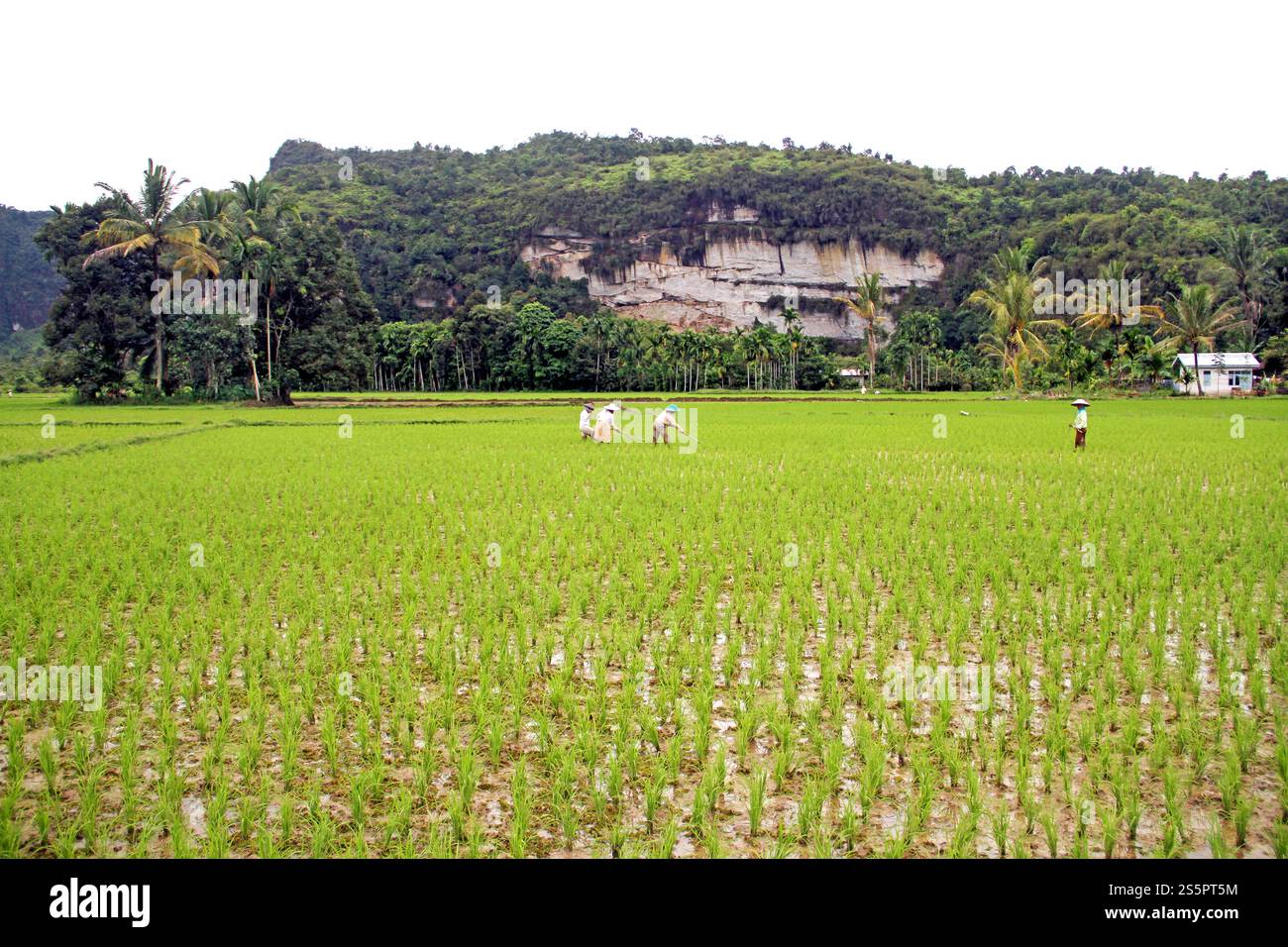 Female rice farmers working in a rice paddy field wearing conical straw ...