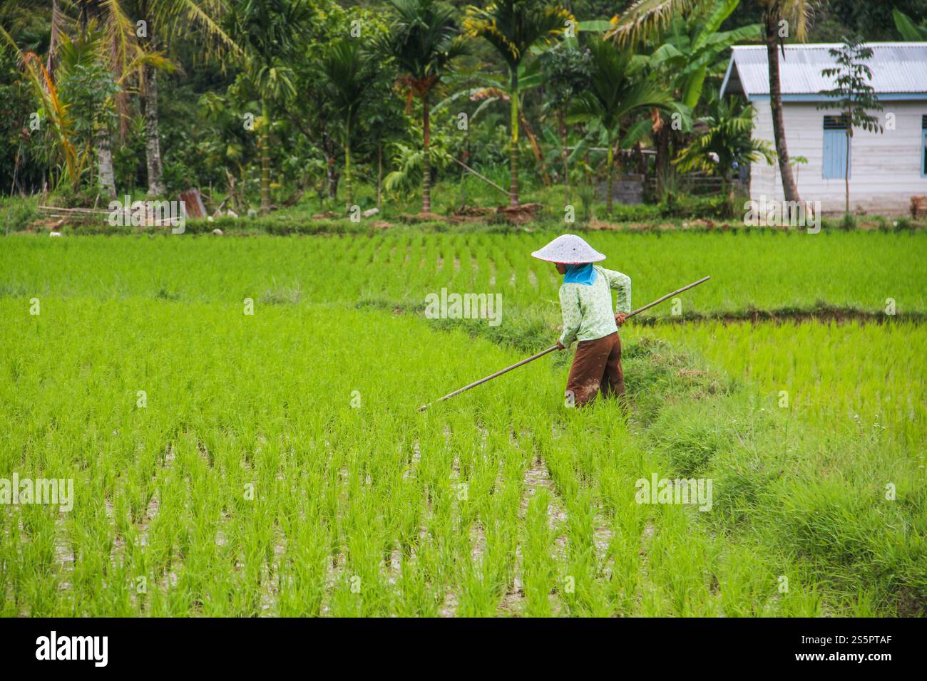 Female rice farmers working in a rice paddy field wearing conical straw ...