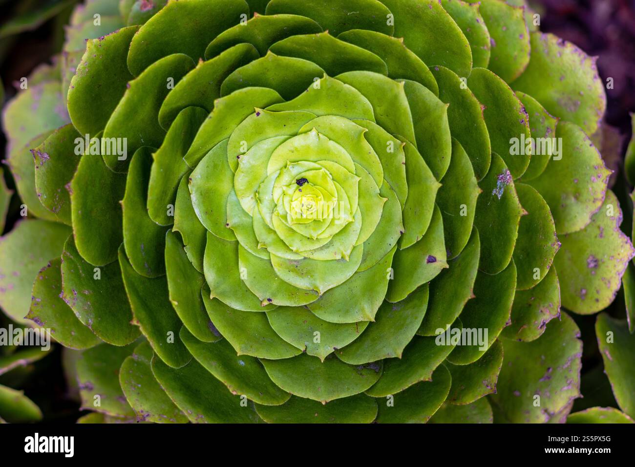 A detailed close-up of a vibrant green succulent plant in a perfect ...