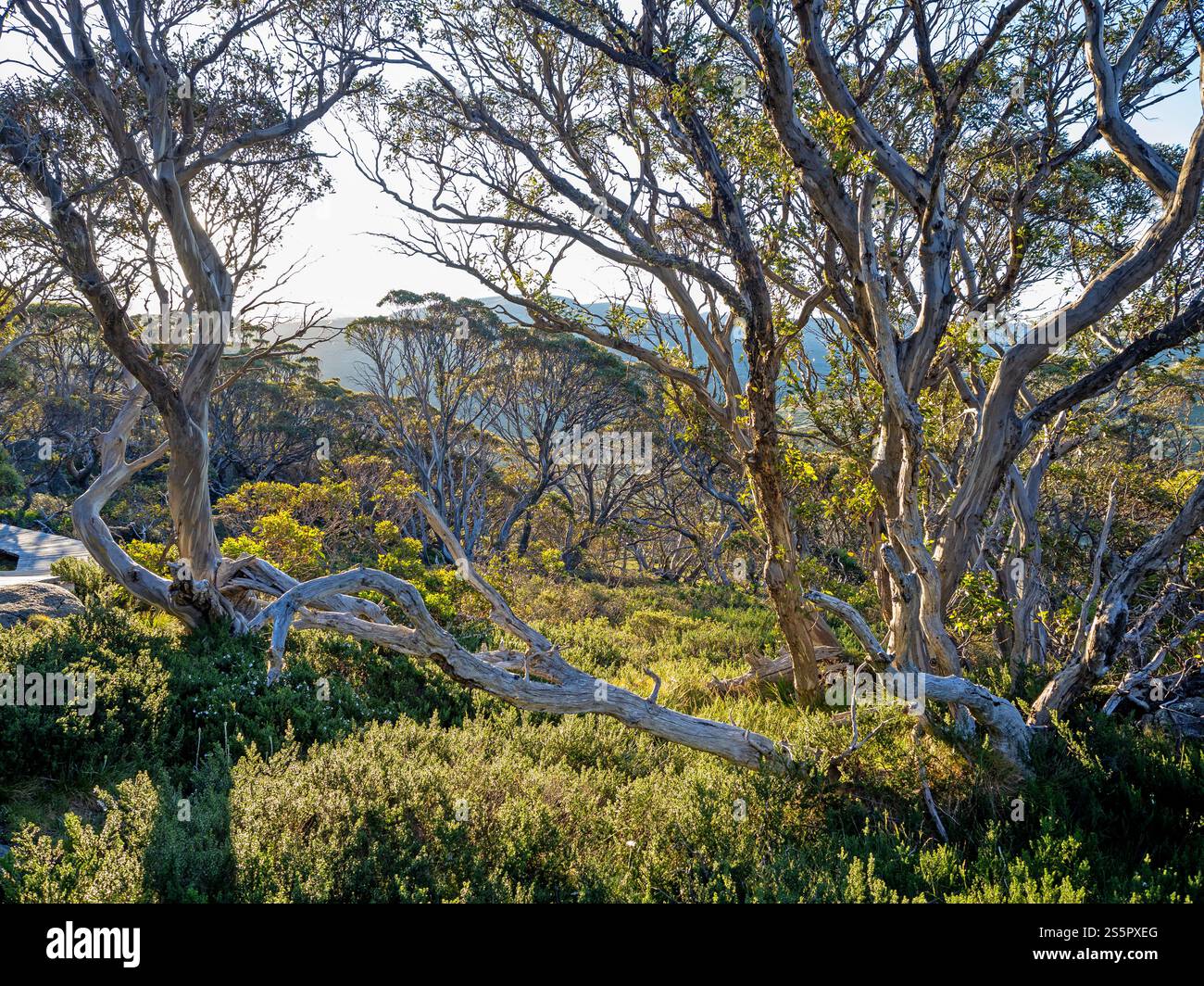 Snow gums at Charlotte Pass, Kosciuszko National Park Stock Photo - Alamy