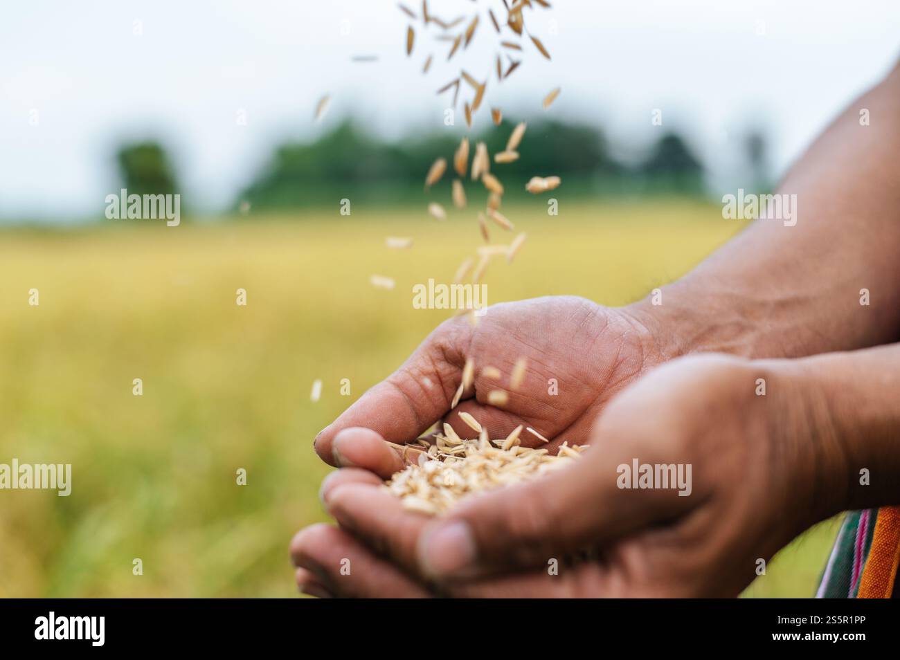 Close up and selective focus Of Farmer Hands with Spreading Seeds on ...