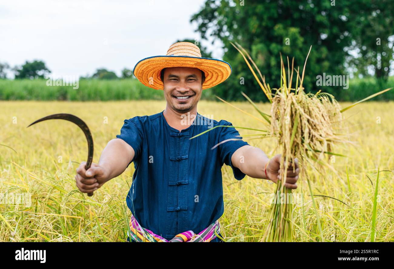 Young Asian farmer harvest of the ripe rice with a sickle in rice field ...
