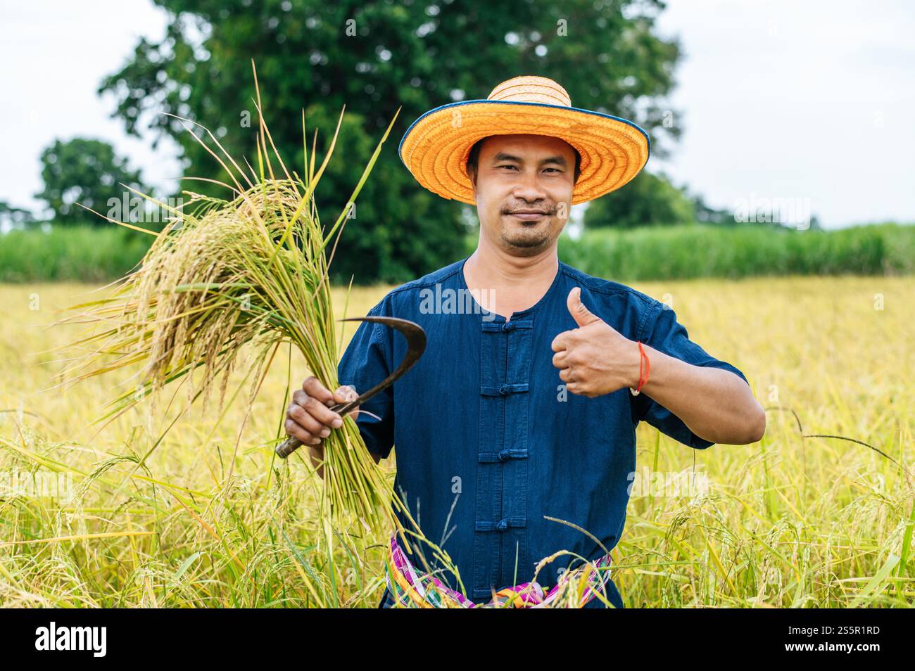 Young Asian farmer harvest of the ripe rice with a sickle in rice field ...